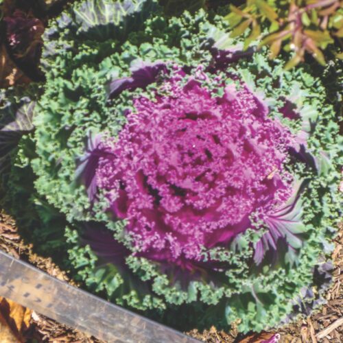 Cool as cabbage | News, Sports, Jobs - Marietta Times